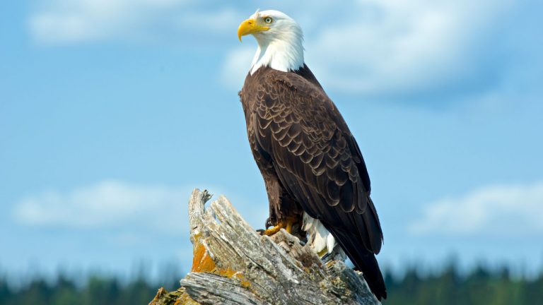 The Eagle by Alfred Lord Tennyson - English Literature Sri Lanka